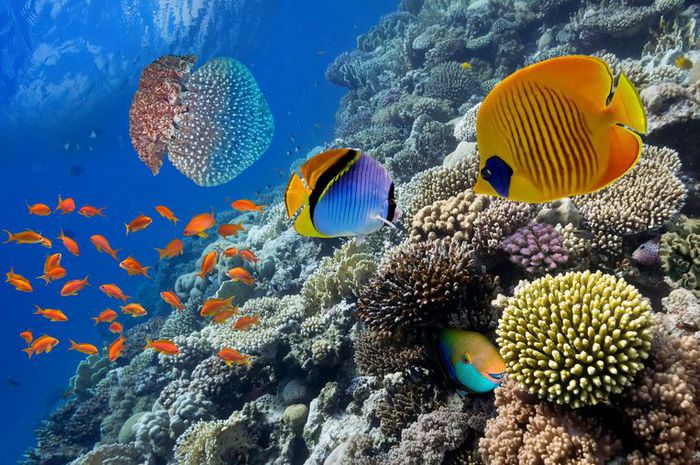 Ecosystemen :: Ecosystemen & voedselketens